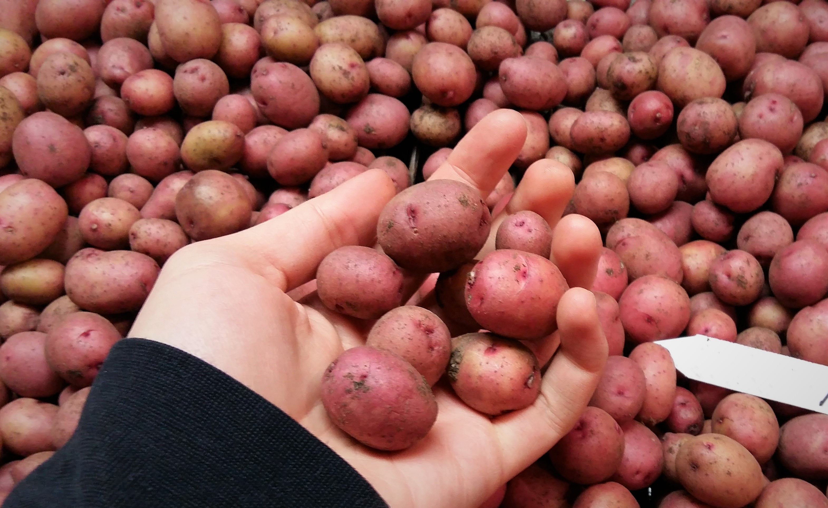 Youngplants Canada | Seed Potatoes | Nuclear pedigree
